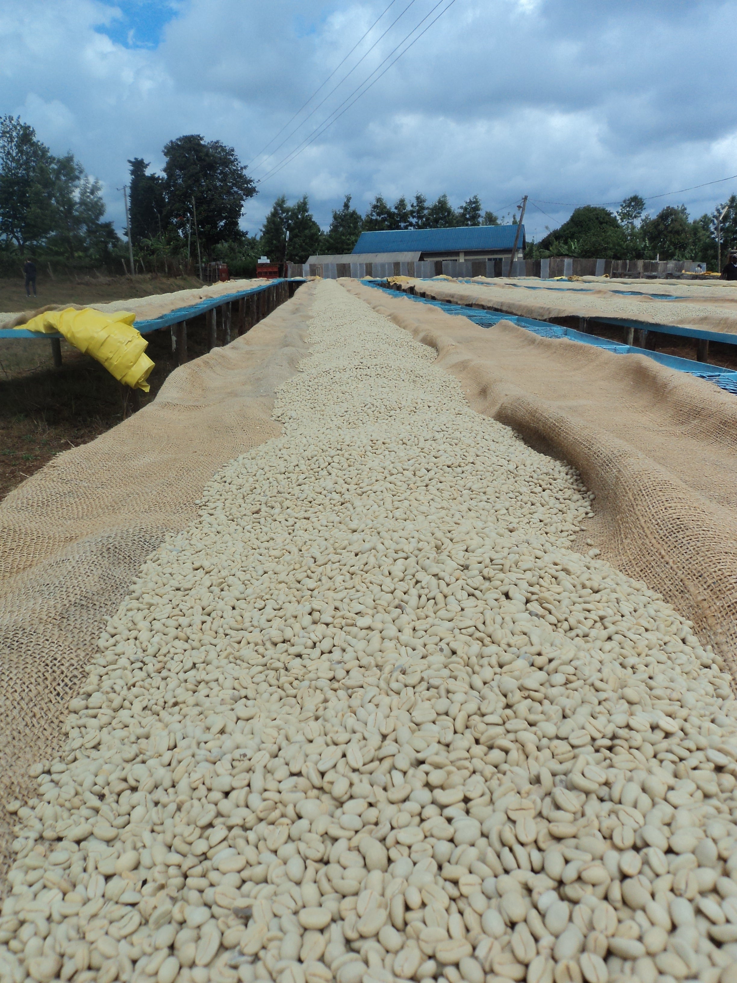 New Releases – Taza Coffee Company